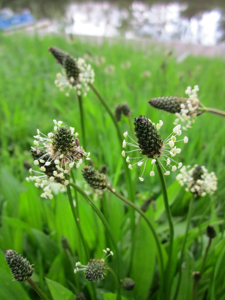 Spitzwegerich Blüte plantago-lanceolata-846539_1920 - Hungry for Science